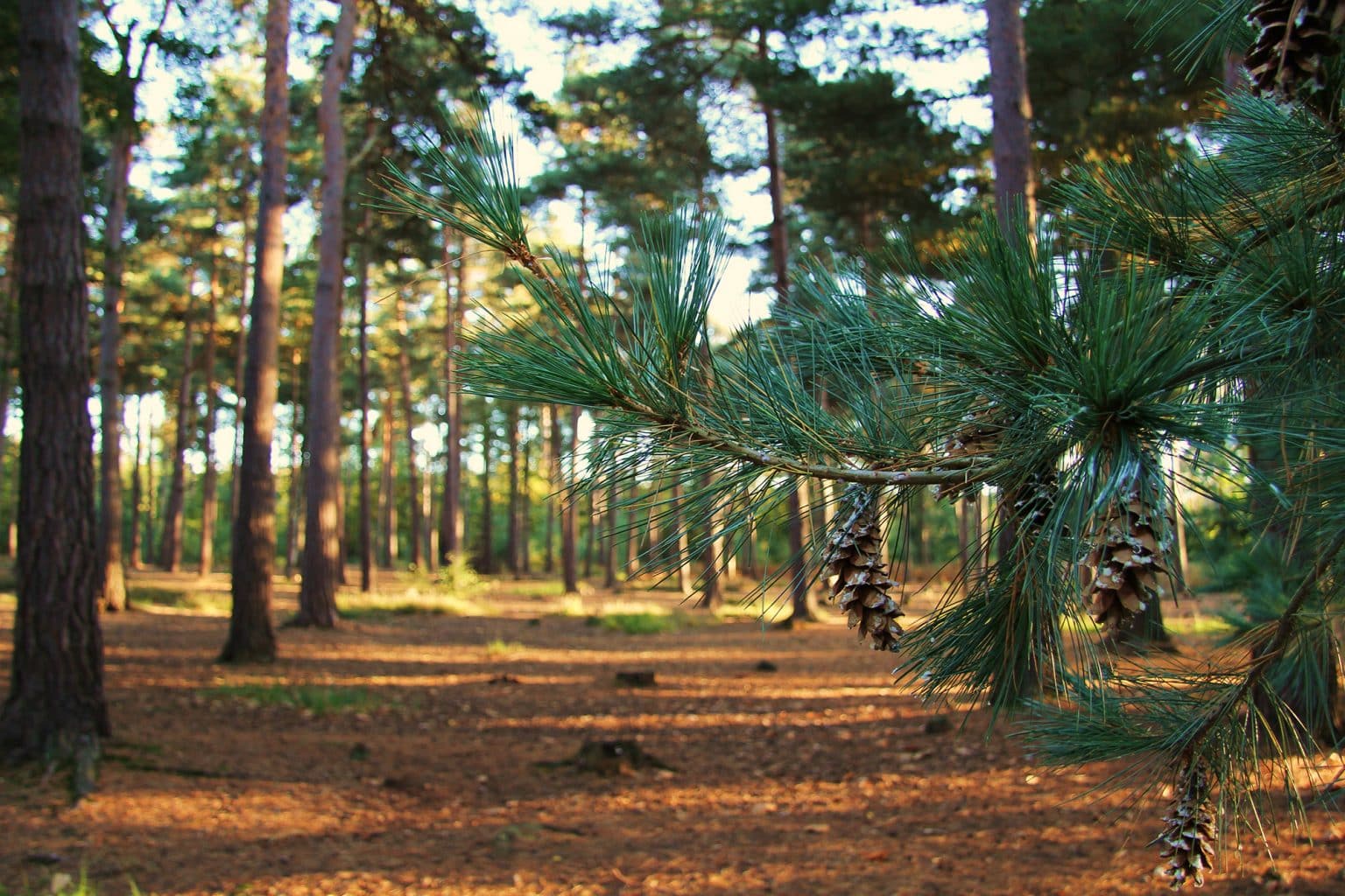 Flightline 703 - Great Scenic Journeys