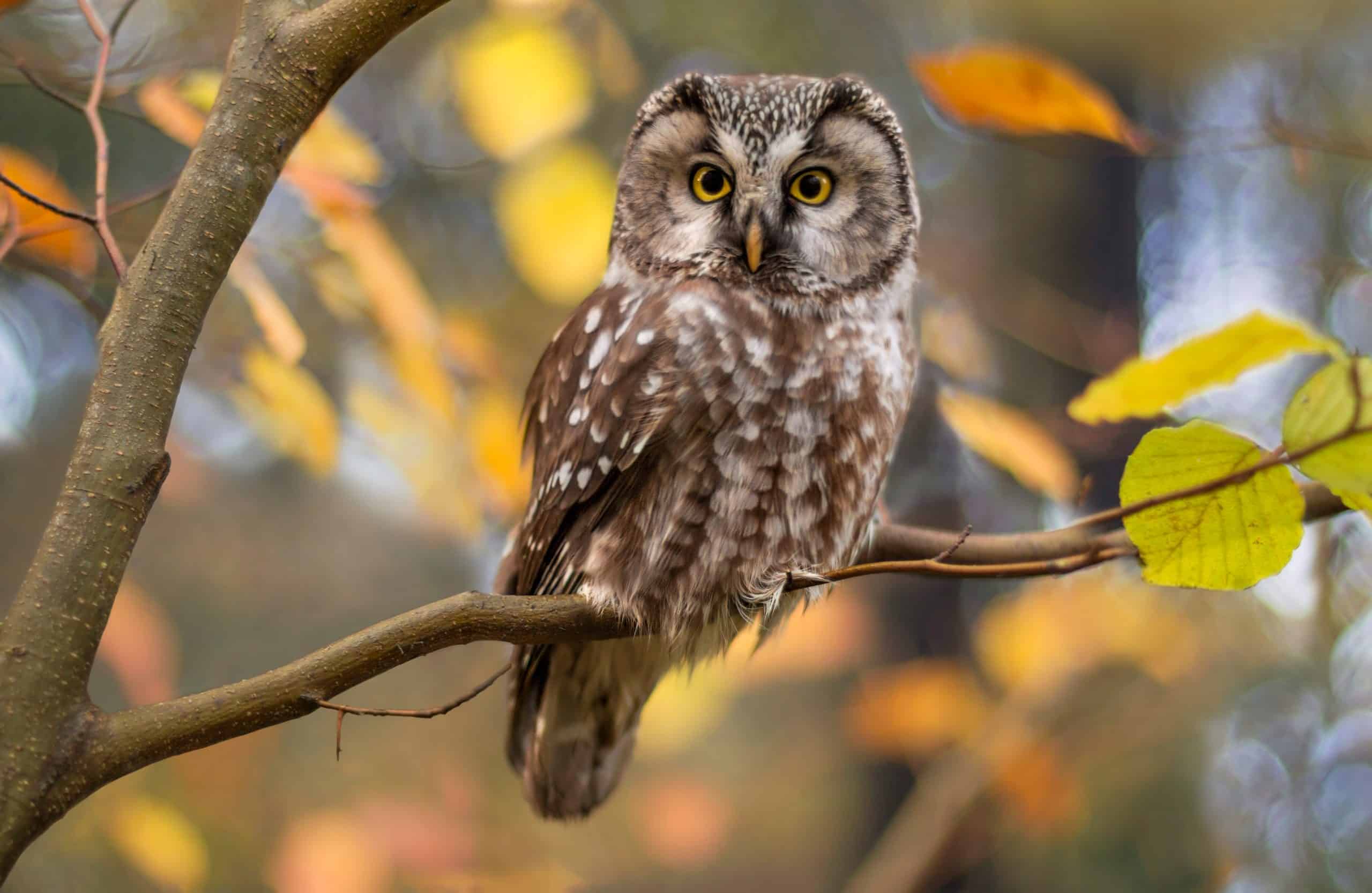 Scottish Owl Centre - Great Scenic Journeys
