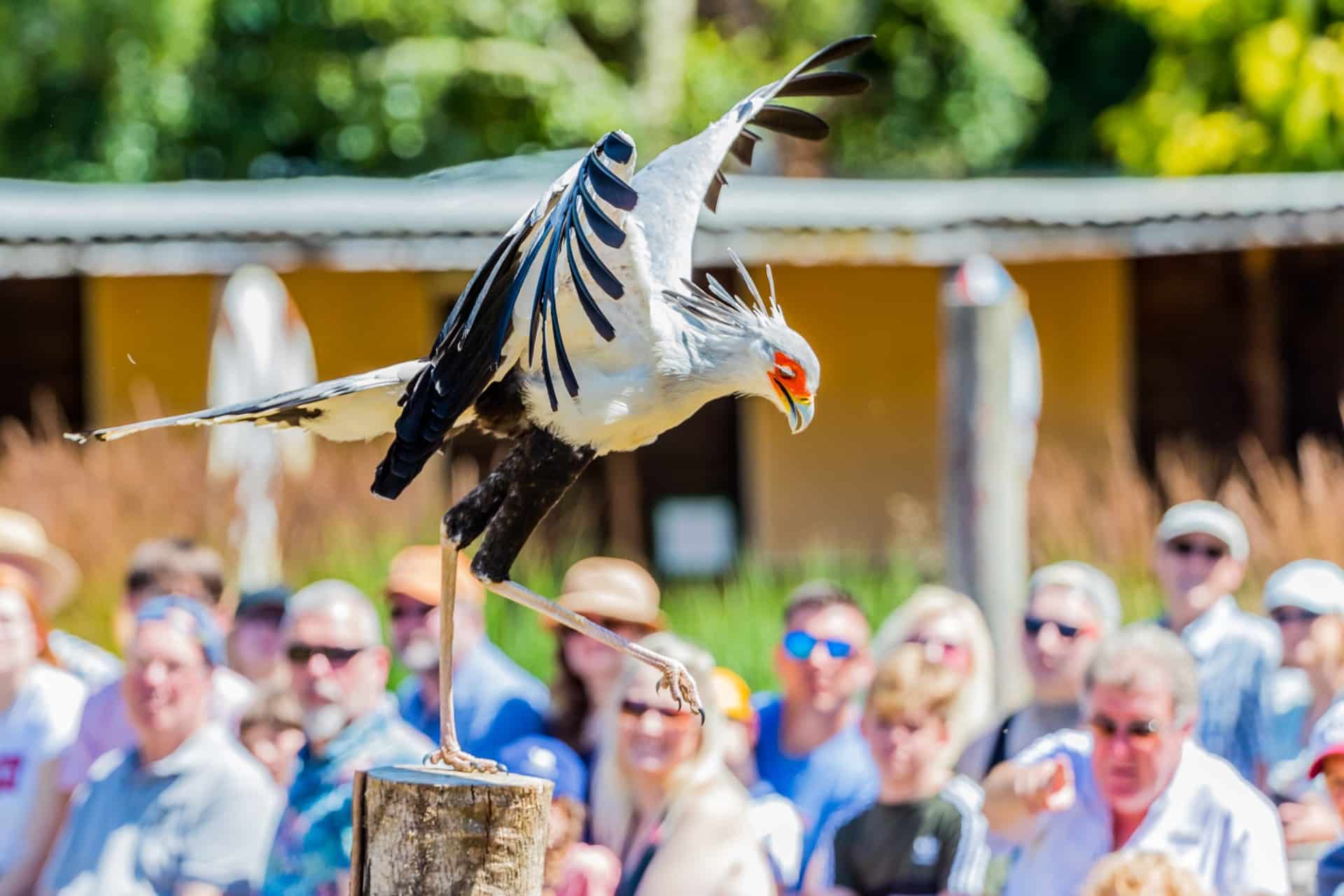 Hawk Conservancy Trust - Great Scenic Journeys