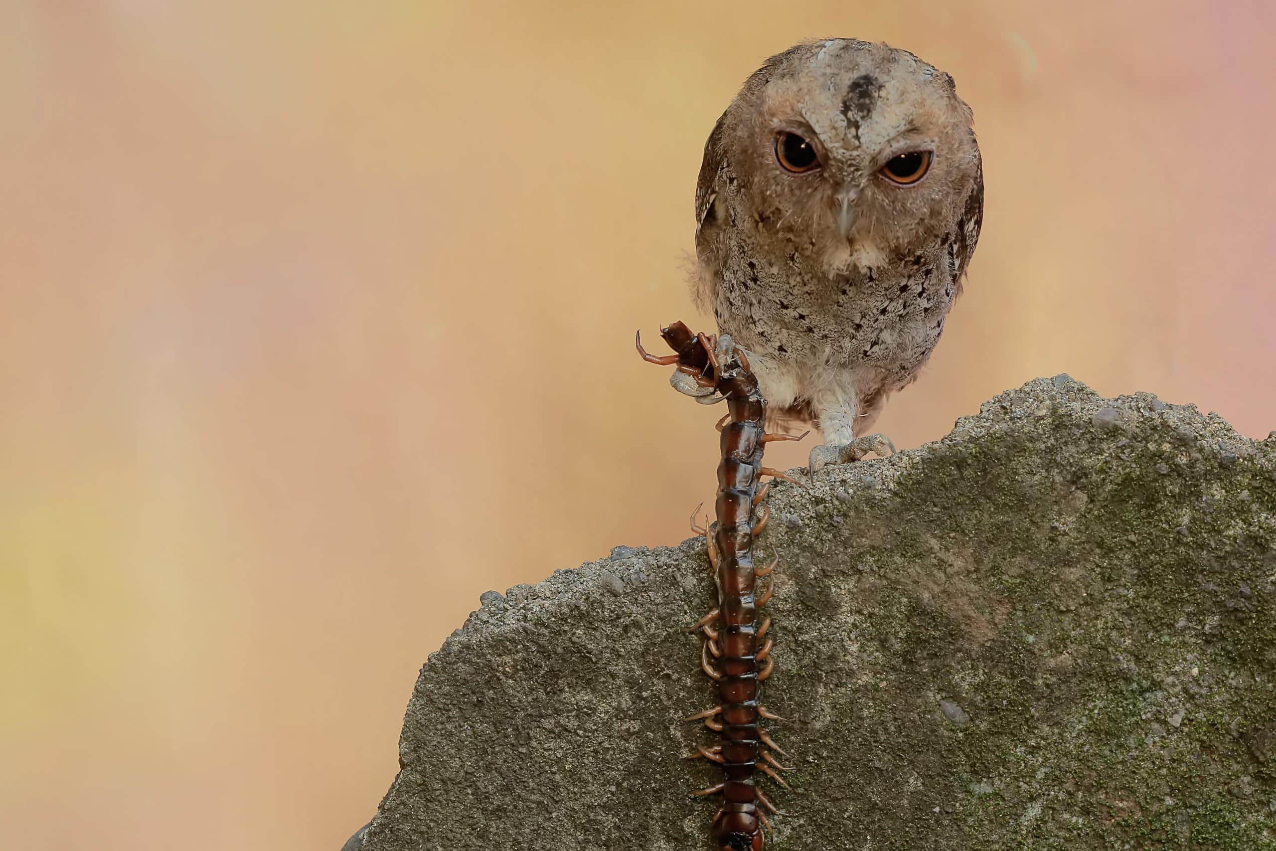 Scottish Owl Centre - Great Scenic Journeys