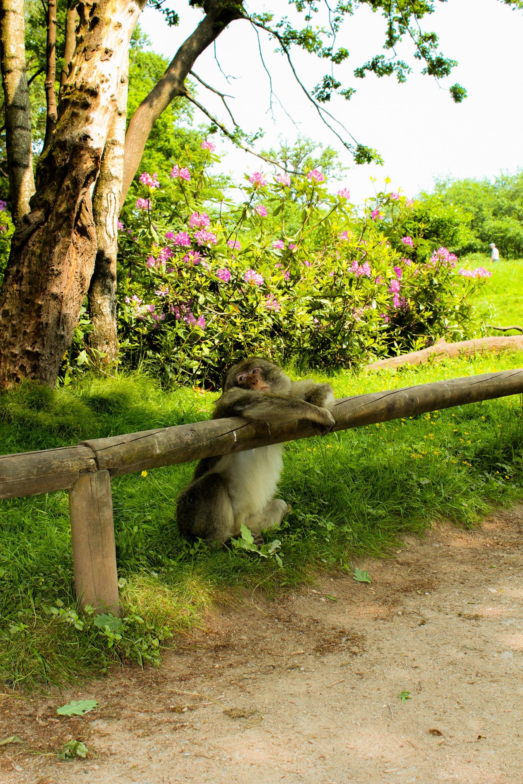 Trentham Monkey Forest - Great Scenic Journeys